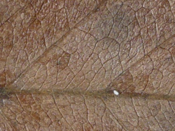 texture 0093 - Texturelib